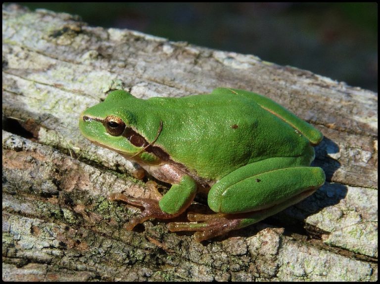 Hyla meridionalis – Bemmel Photography