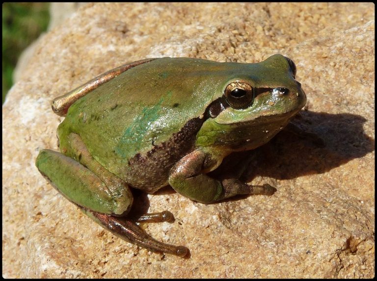 Hyla meridionalis – Bemmel Photography