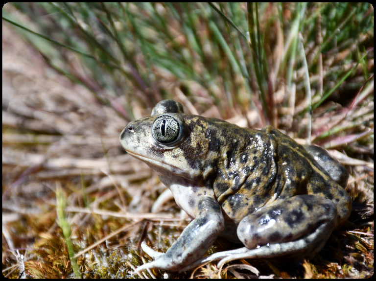 Pelobates cultripes – Bemmel Photography