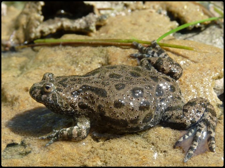Bombina bombina – Bemmel Photography