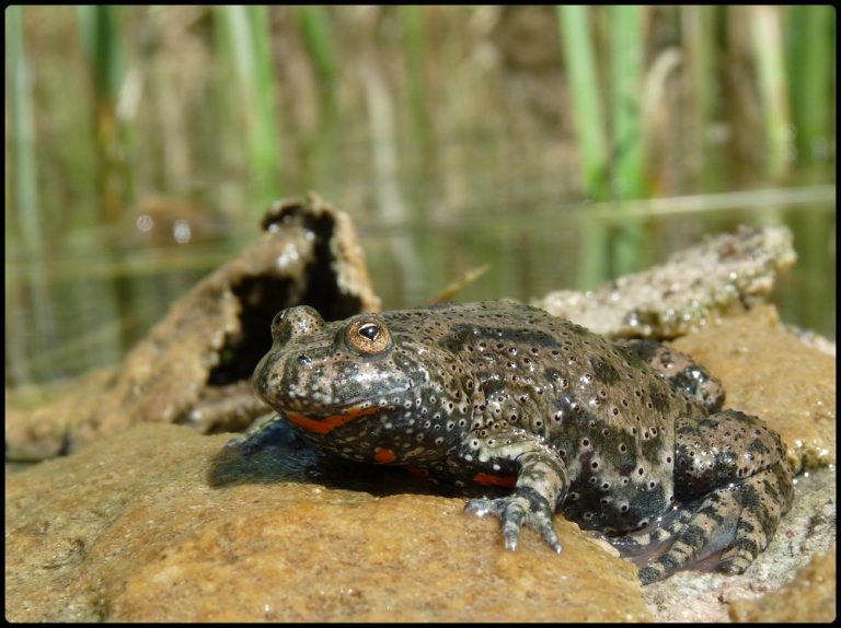 Bombina bombina – Bemmel Photography